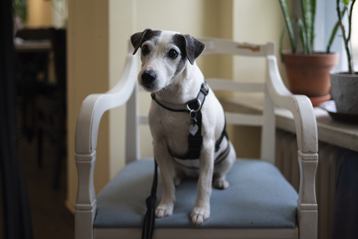 Meet Lapinlahti Dogs: Irmeli - Lapinlahden Lähde